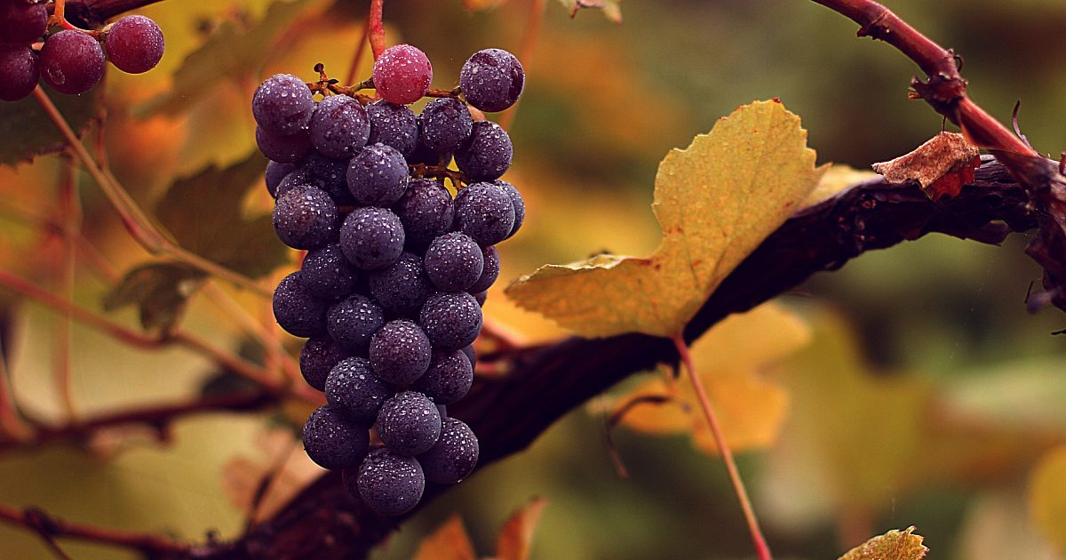 Communion Season, Fall 2021 | Cornerstone Presbyterian Church